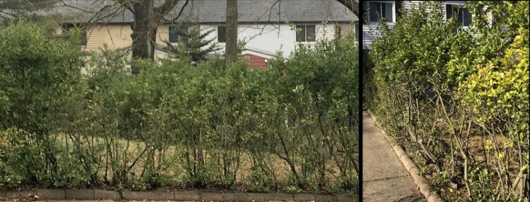 Prune those Overgrown Hedges Now! This Expert Demonstrates How ...