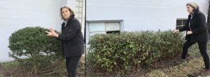 Prune Those Overgrown Hedges Now This Expert Demonstrates How