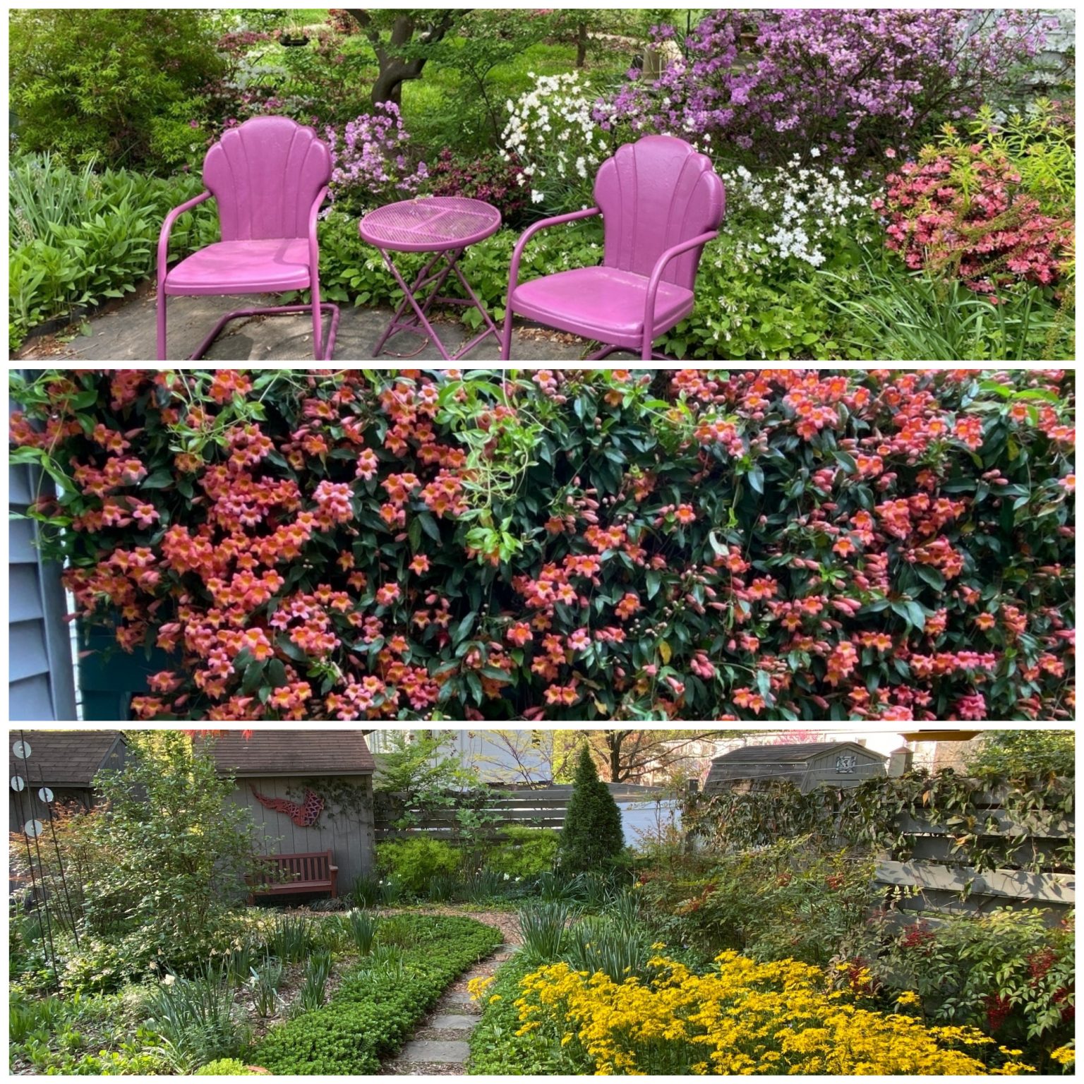 Prune those Overgrown Hedges Now! This Expert Demonstrates How ...