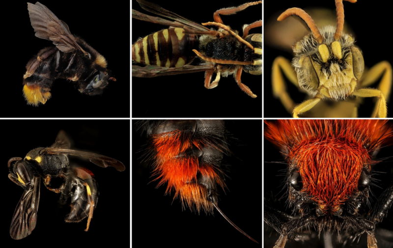 Famous Native Bee Lab and its Greenbelt Volunteers - Greenbelt Online